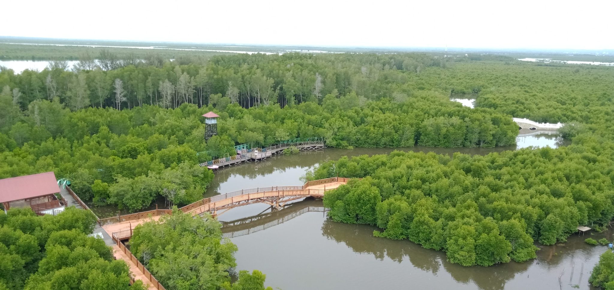 Hutan Mangrove Langsa, Wisata Magrove Terbaik Di Indonesia | Hibur.id